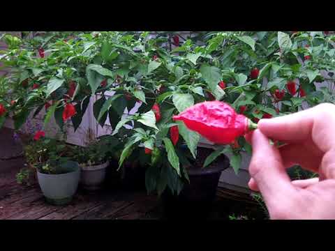 Red Ghost Peppers in Georgia - YouTube