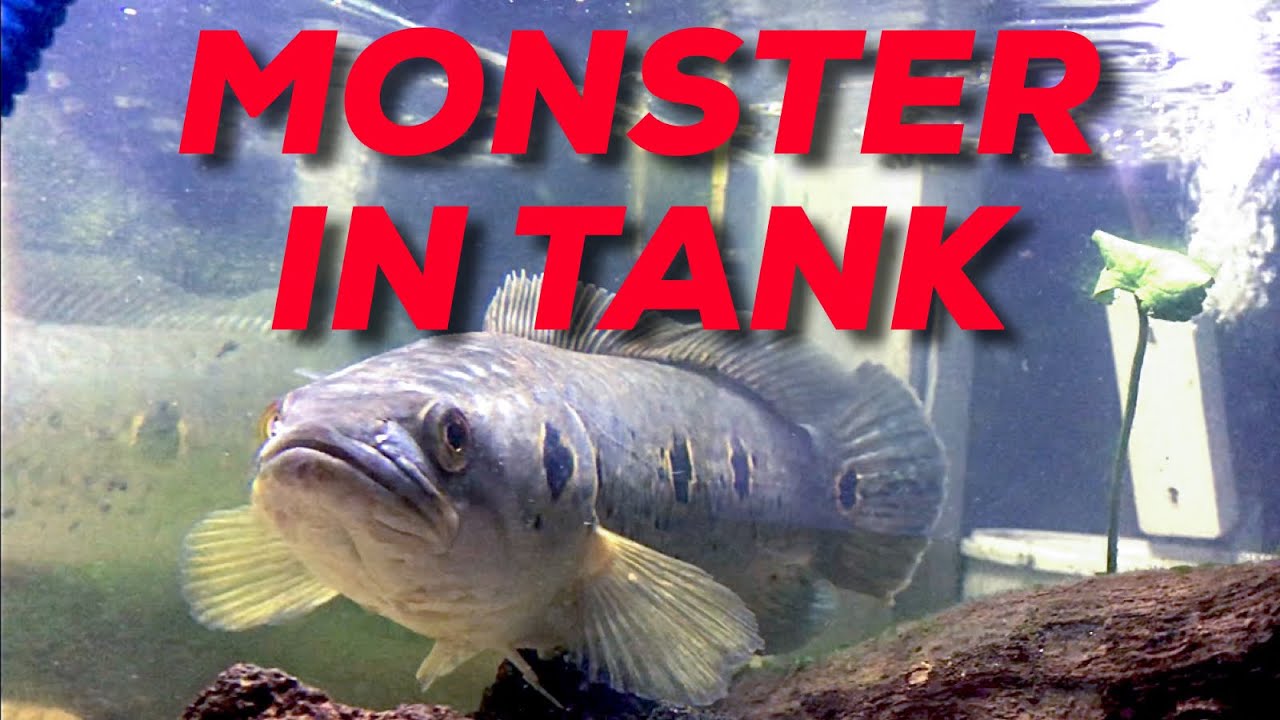 TIPS PELIHARA KERANDANG DI AQUARIUM - CHANNA PLEUROPTHALMA - YouTube