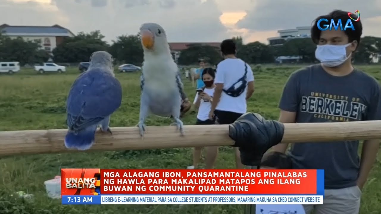 UB: Mga alagang ibon, pansamantalang pinalabas ng hawla para makalipad ...