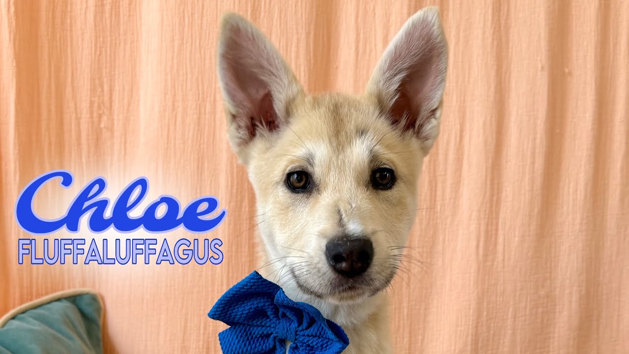 Capture the fluffiest joyful heart with Chloe Fluffaluffagus! - YouTube