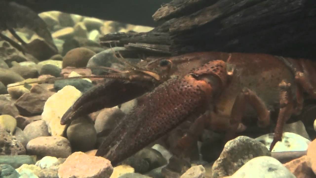 Edelkrebs Europäische Flusskrebs Astacus astacus - YouTube