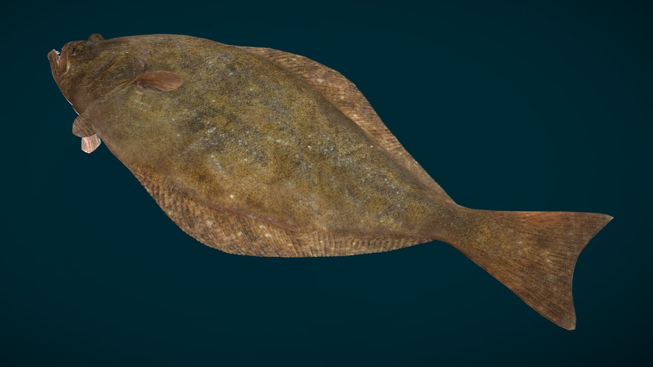 Halibut - YouTube