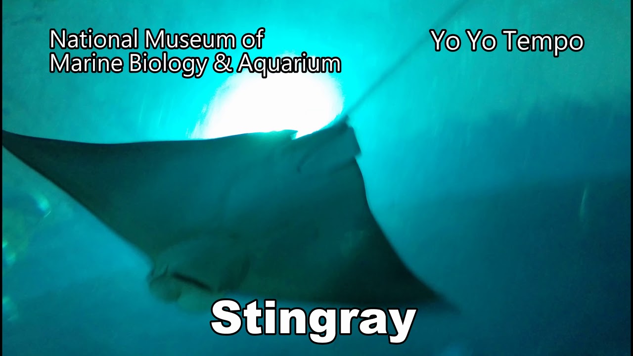 Stingray - National Museum of Marine Biology & Aquarium - YouTube