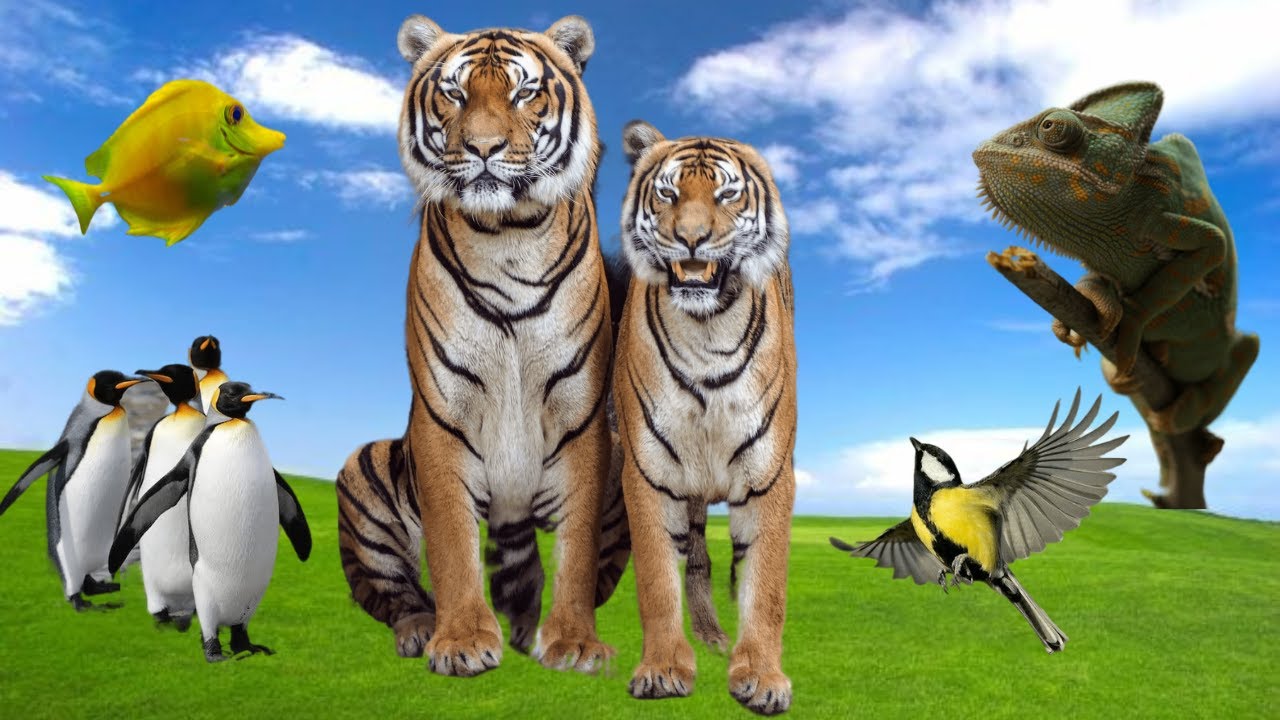 RELAX TO ANIMAL SOUNDS WITH MUSIC: tiger, camel, shark, turtle, lion ...