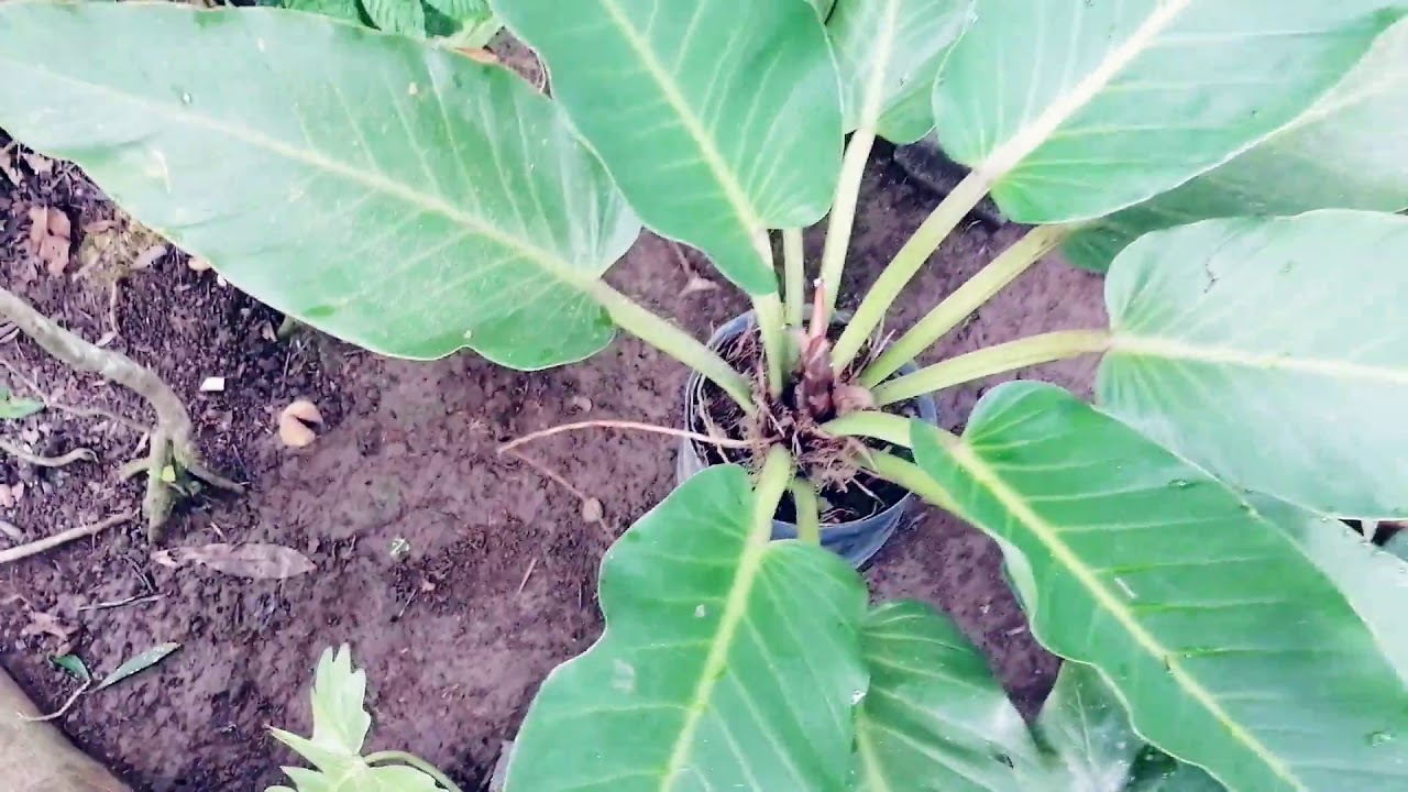 Rams Plants - YouTube