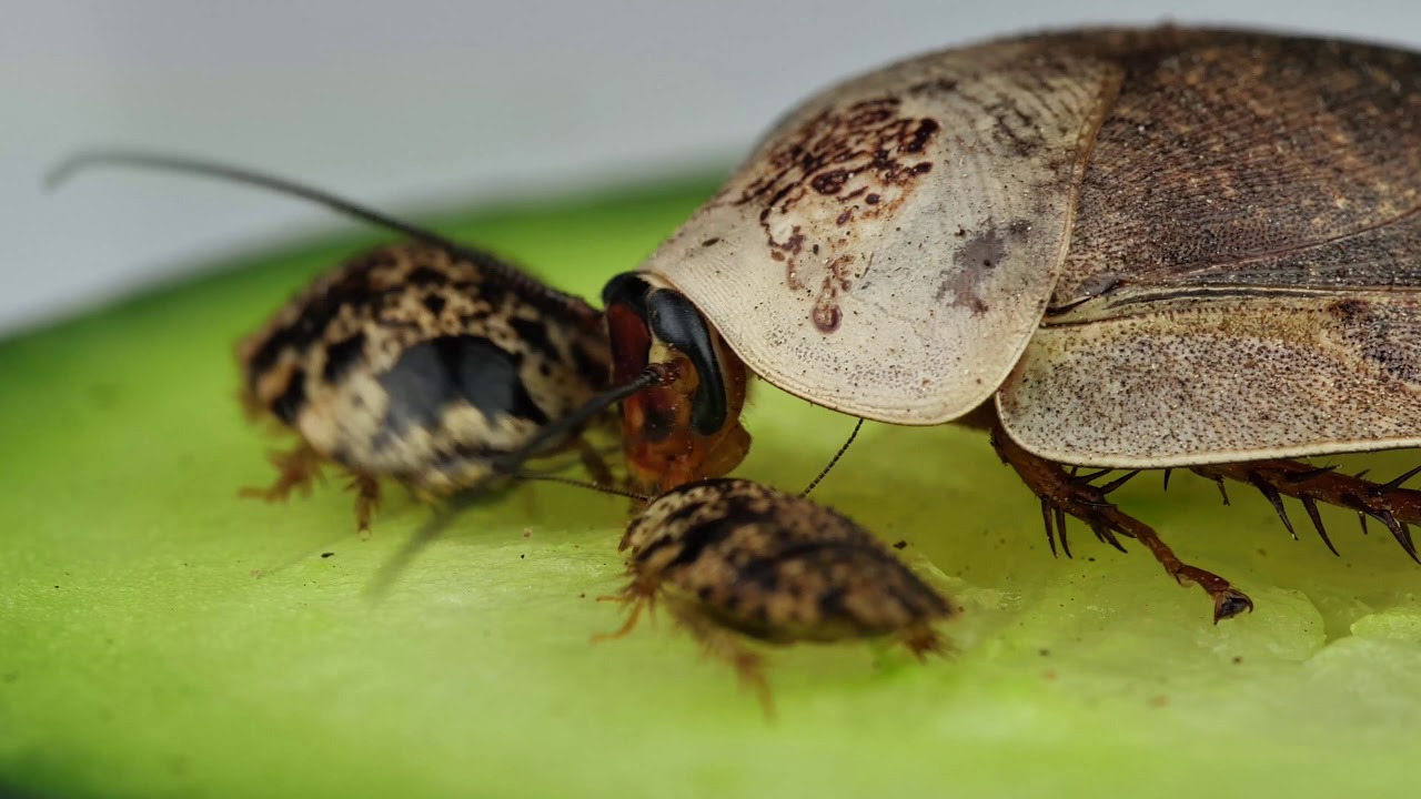 Is it ALIEN or just a COCKROACH??? Super close MACRO! - YouTube
