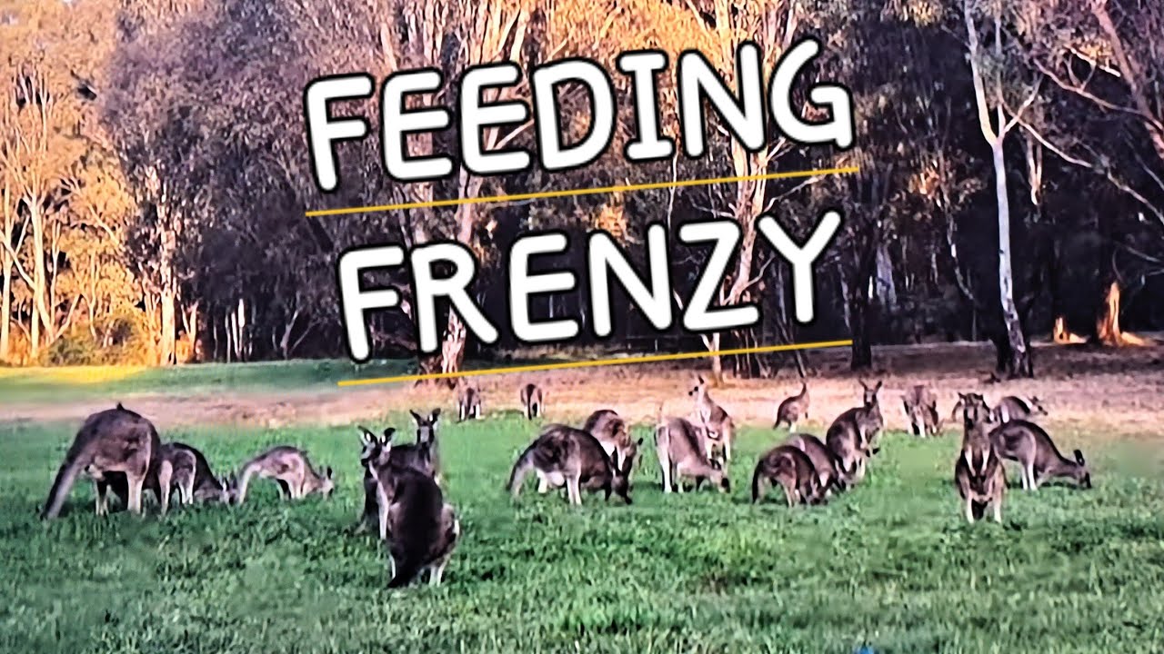 AMAZING Animal FEEDING GROUND at Beautiful Parklands - YouTube