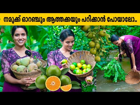 നമ്മുക്ക് ഓറഞ്ചും ആത്തക്കയും പറിക്കാൻ പോയാലോ....  @saranyasbeautyvlogs 