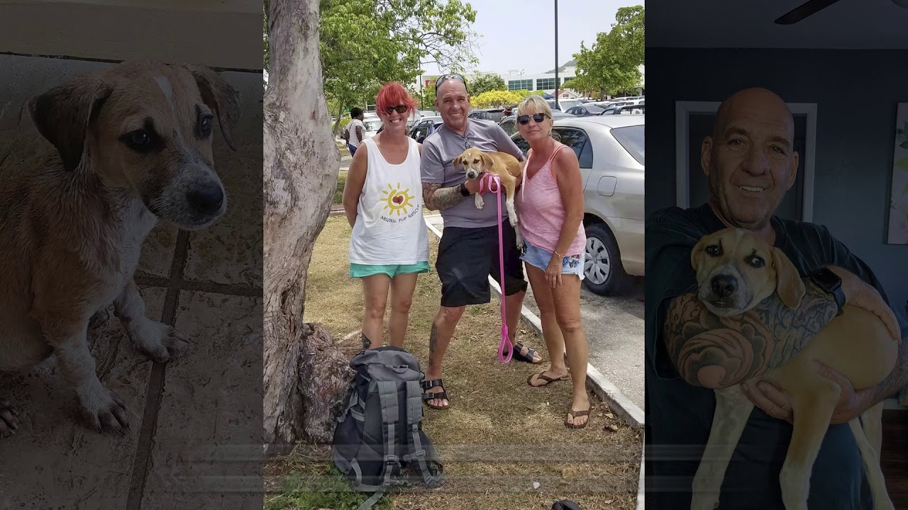 Couple Goes On Vacation And Ends Up Rescuing A Best Friend - YouTube