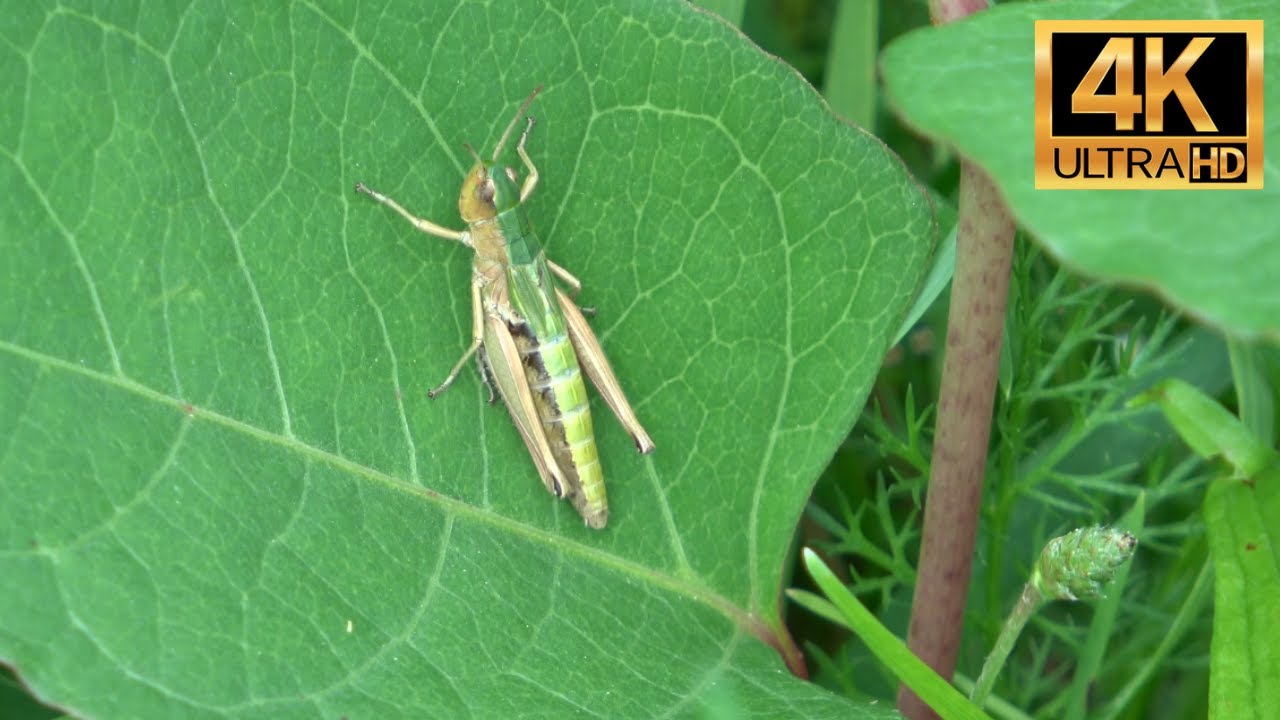 Adorable Green Locust Relaxing - Shot In 4K UHD | Amazing Sounds with ...