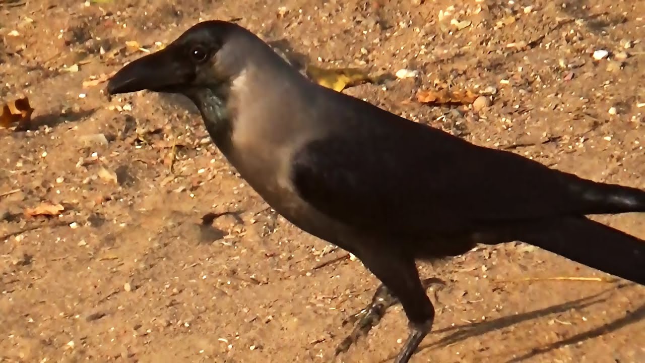 Crow | Natural video with music | birds chirping relaxing music ...