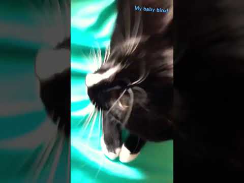 My baby binx - YouTube