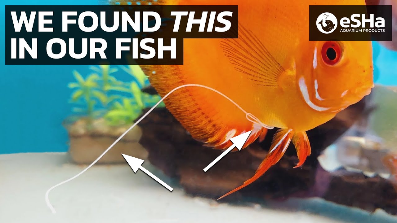 Tapeworm (Cestoda) Found in Fish - YouTube