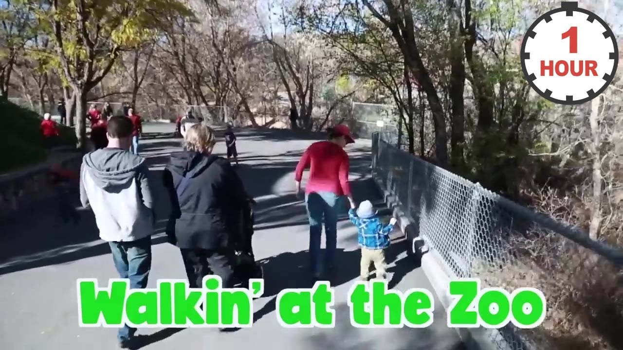 [1 HOUR LOOP ] Ms Rachel - Zoo Song ( Walking at the Zoo ) Repeat ...