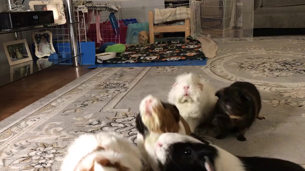 Hungry guinea pigs demand stacks - YouTube