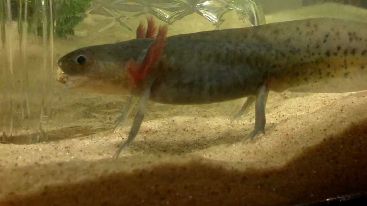 Juvenile Axolotl (GFP Wildtype) - YouTube
