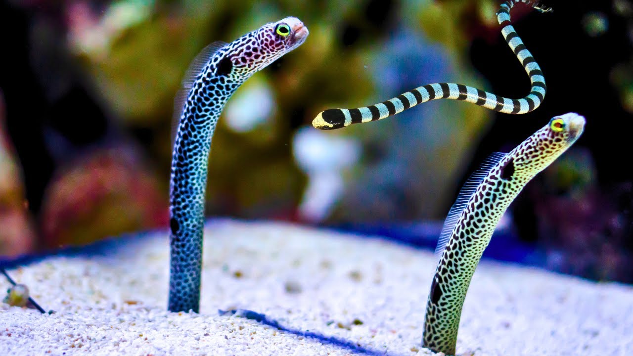 Spotted Garden Eel: A Tiny Marine Marvel - YouTube