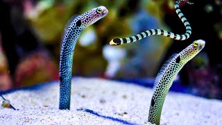 Spotted Garden Eel: A Tiny Marine Marvel