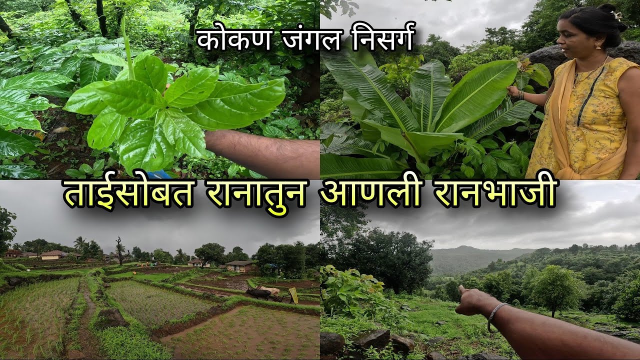 ताईसोबत रानातून आणली रानभाजी | Bharangi, Aakur Ranbhaji | Kokan Jungle ...