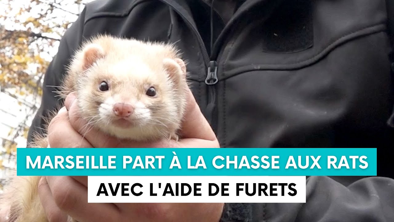 Marseille part à la chasse aux rats avec l'aide de furets - YouTube