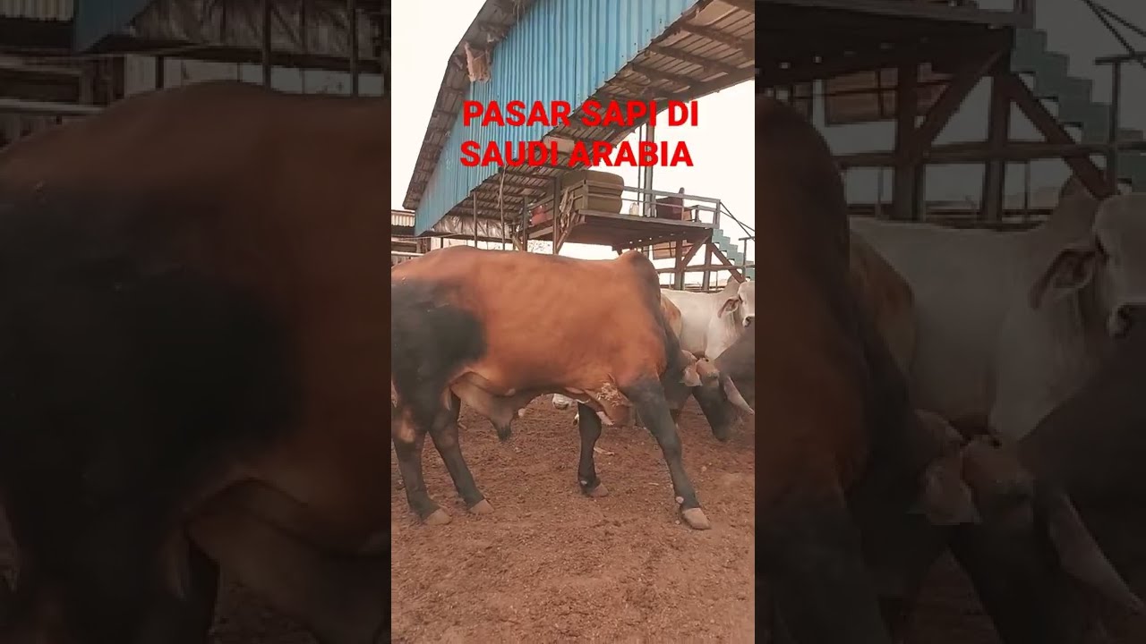TERNYATA ADA PASAR SAPI JUGA DI ARAB SAUDI #shorts #shortsvideo # ...