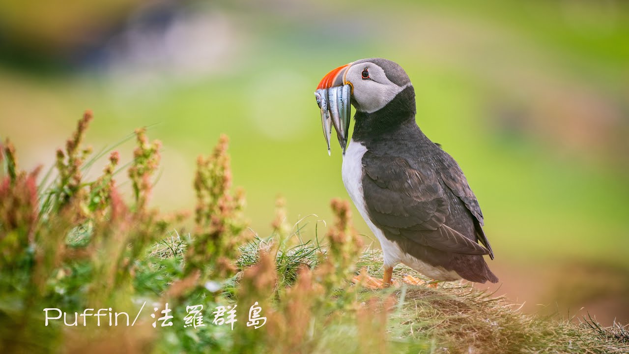 法羅群島海鸚鵡/Puffin，music by AShamaluevMusic - YouTube