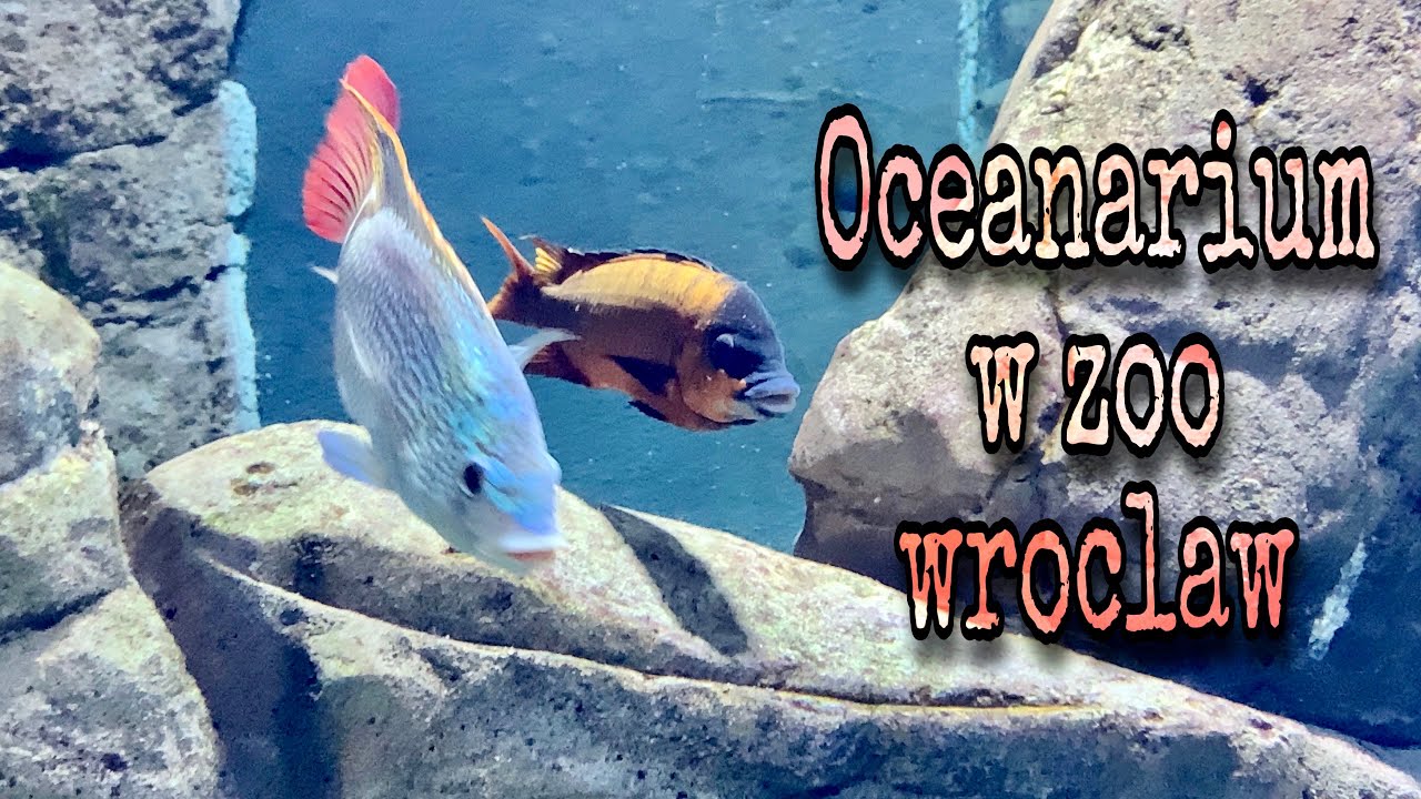 Zoo Wrocław - Oceanarium w zoo wroclaw - Afrykarium - Poland Travel ...