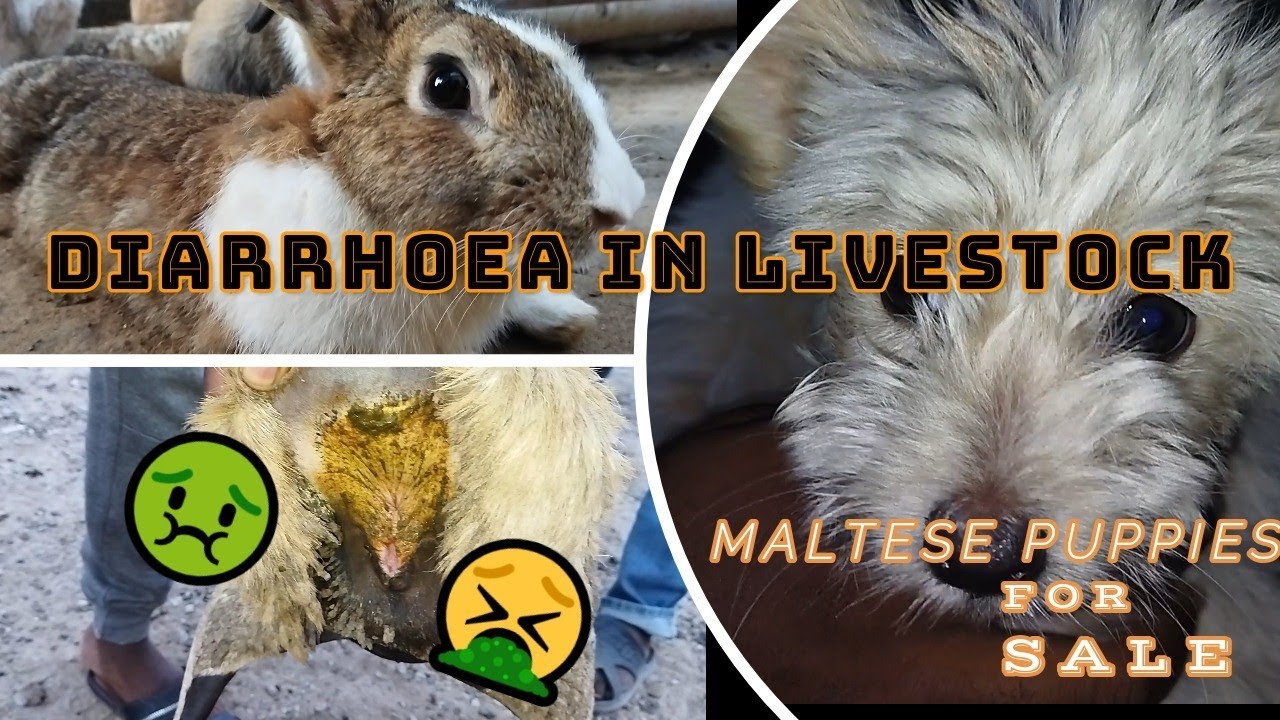 HOW TO TREAT COCCIDIOSIS IN RABBITS - YouTube