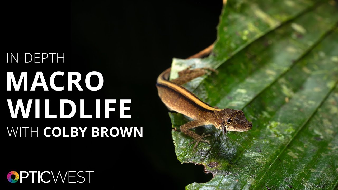 A Closer Look at Macro Wildlife Photography | Colby Brown | #BHOPTIC ...