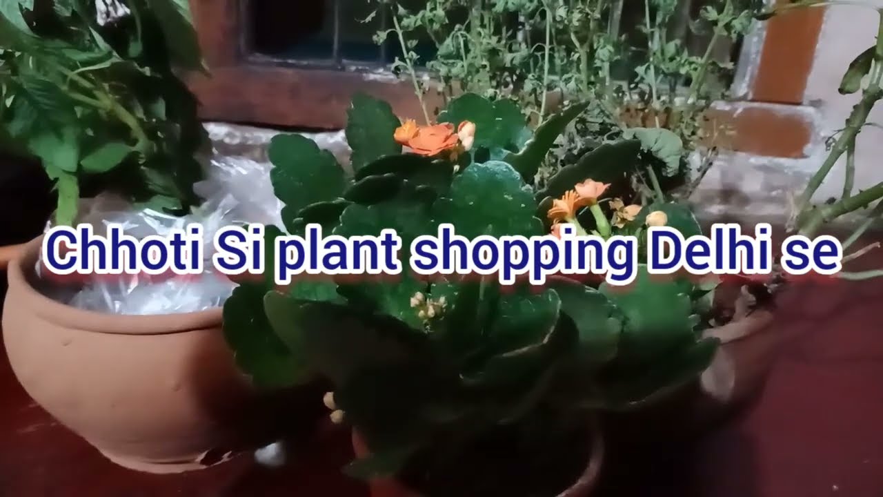 Chhoti Si plant shopping, Delhi se @ Archie Gardening - YouTube