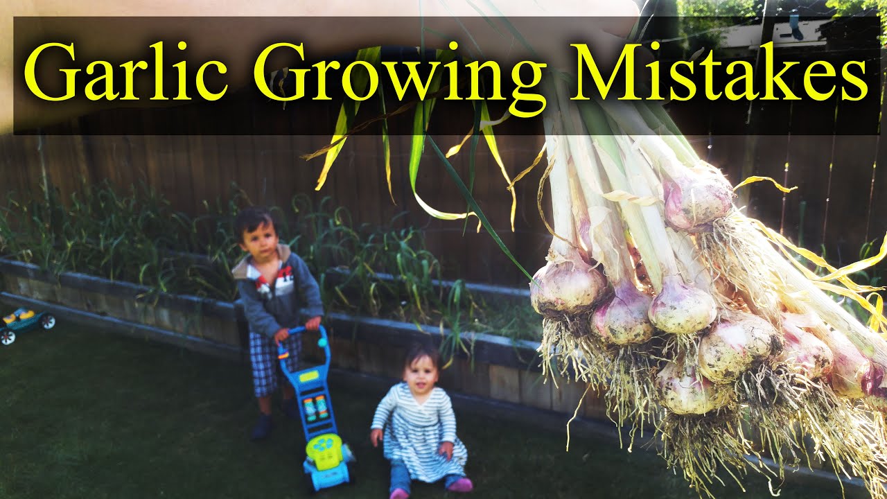Common Garlic Growing Mistakes - And How To Fix Them! - YouTube