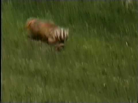 Badger hunting prairie dogs - YouTube