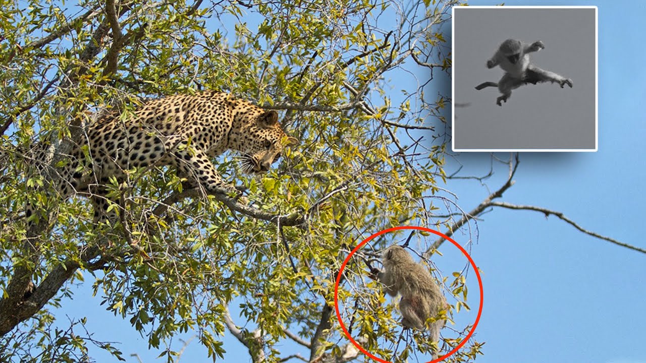 Monkey Vs Leopard On The Tree | Leopard Climbed to Tree to Catch ...