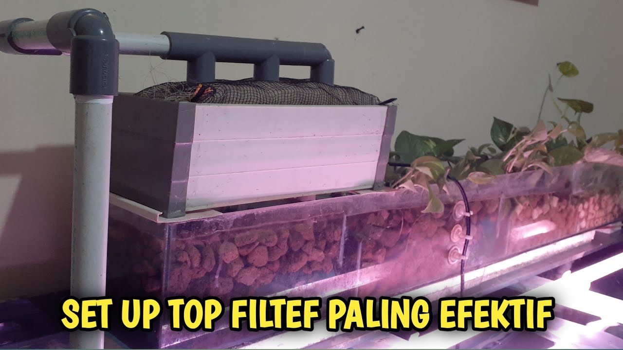 Set up top filter aquarium paling efektif - YouTube