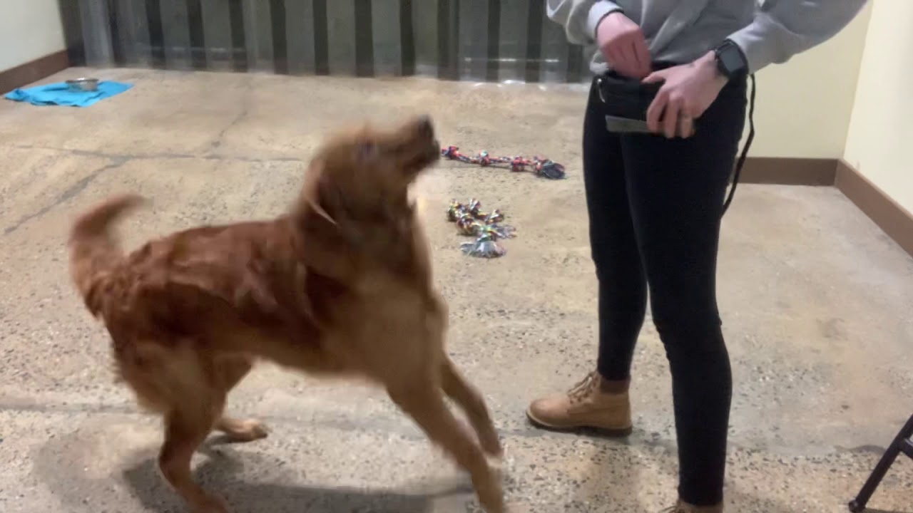 Maria The Dog Trainer & Teddy 1/21/2021 - YouTube
