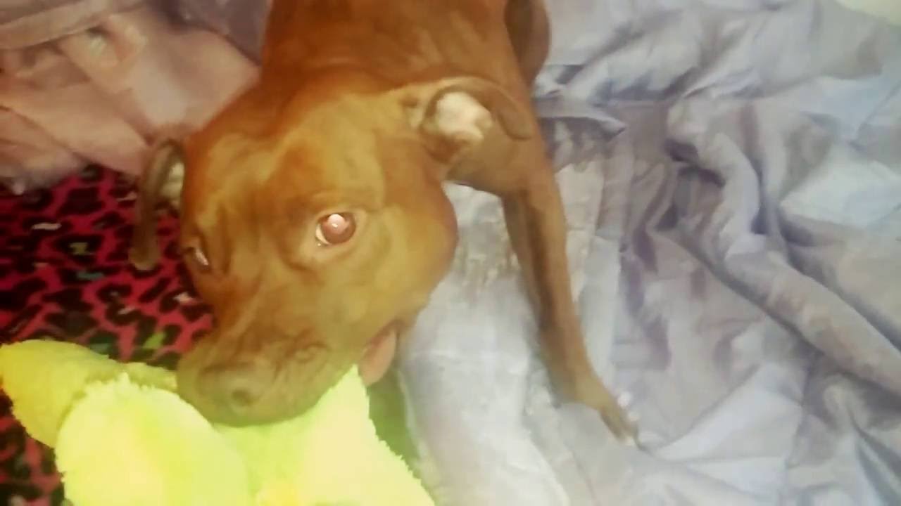 MY DOG BASICALLY DESTROYS A STUFFED ANIMAL *gasp* #americascutestpup ...