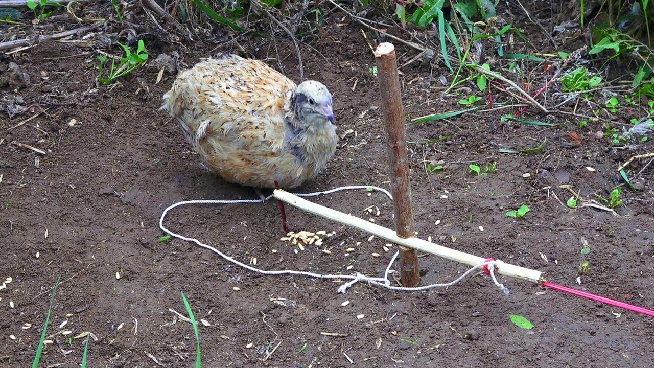 The Simplest Trap For All Birds. Do It in 3 Minutes and Catch it! - YouTube