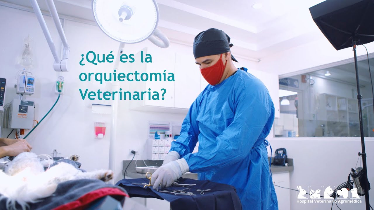 ¿Qué es la orquiectomía veterinaria? - YouTube