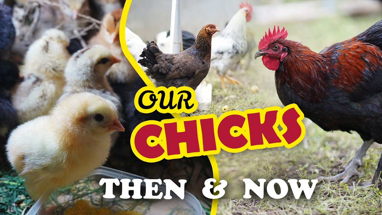 Our Chickens THEN and NOW! - YouTube