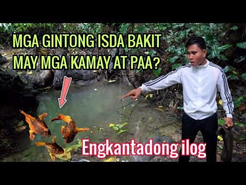 GINTONG ISDA BAKIT MAY KAMAY AT PAA l BINABANTAYAN NG MGA ENGKANTADA ...