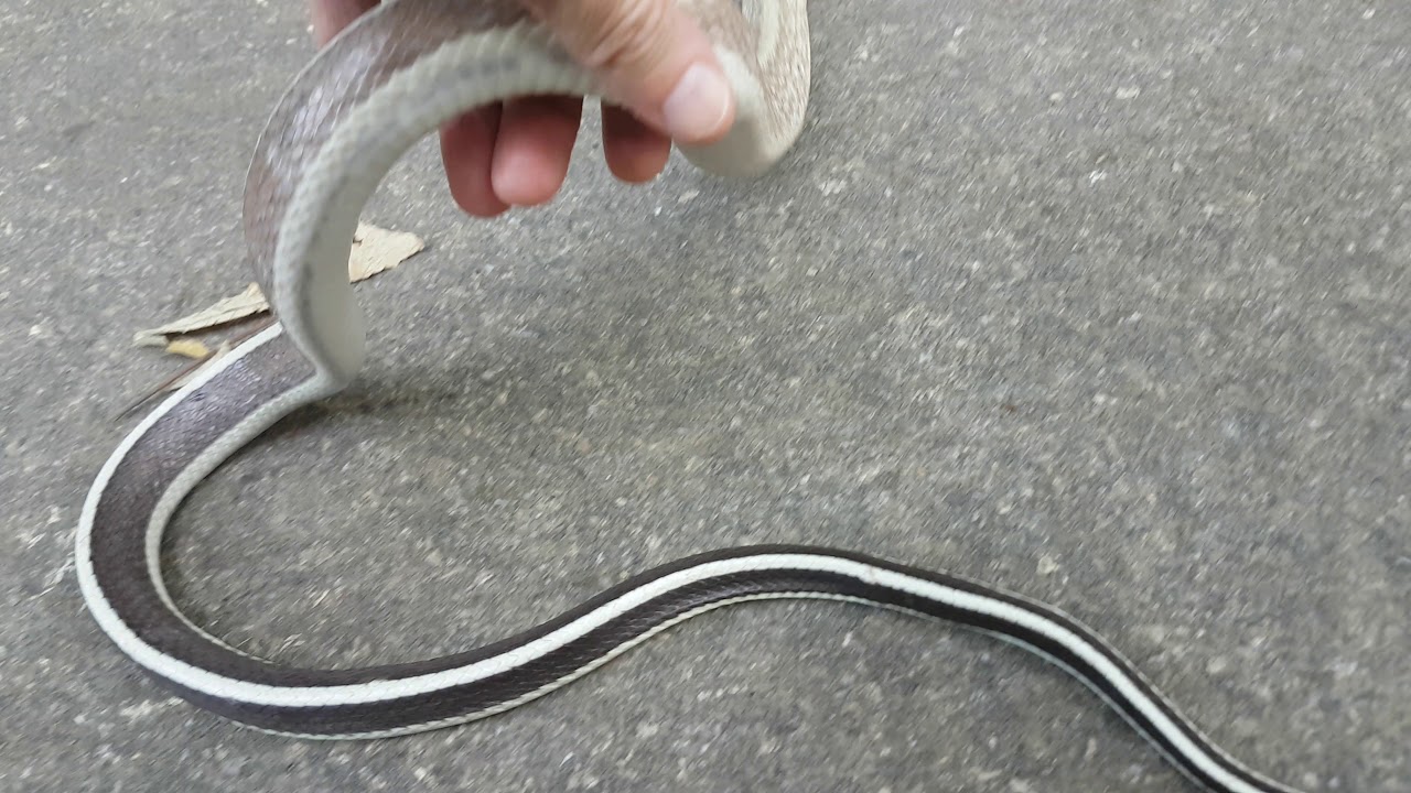 Cave Racer Snake (Rat Snake) Surprise 4K 🇹🇭Thailand VLOG | ThaiPulseCom ...