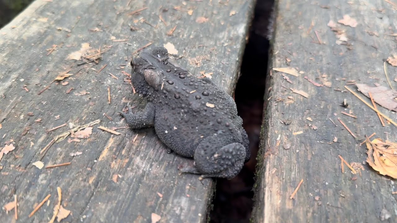 The Toad, Day 127 on the Appalachian Trail - YouTube