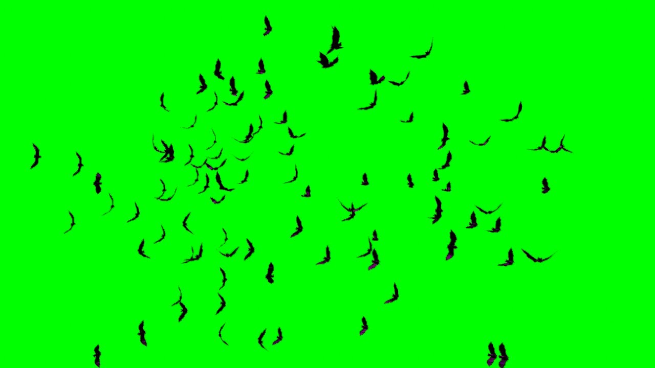 Bats Green Screen Effects - YouTube