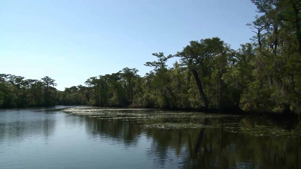 Waccamaw River Tours - Did You Know? - YouTube