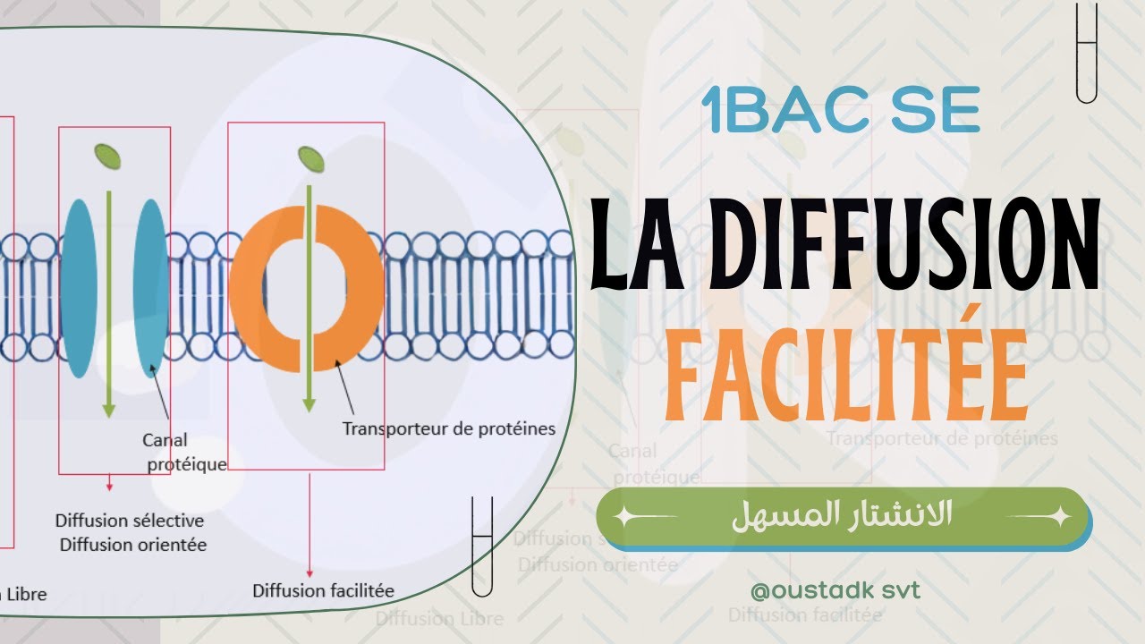 1BAC SE | La diffusion facilitée الانتشار المسهل - YouTube