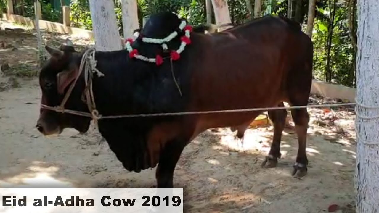 My Cow for Eid al-Adha in Beani Bazar, Bangladesh 2019 - YouTube