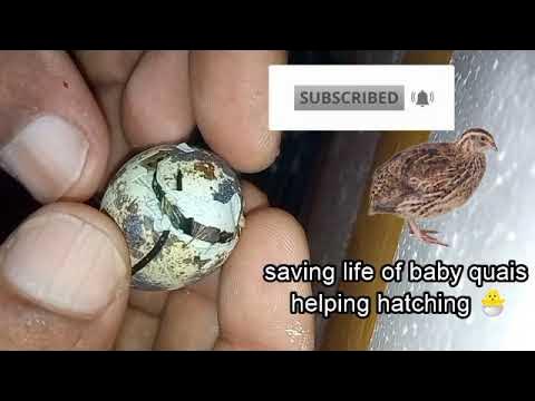 🐣quails hatching/quails hatching eggs,/quail habitat,/quail hatching time lapse,/quail ...
