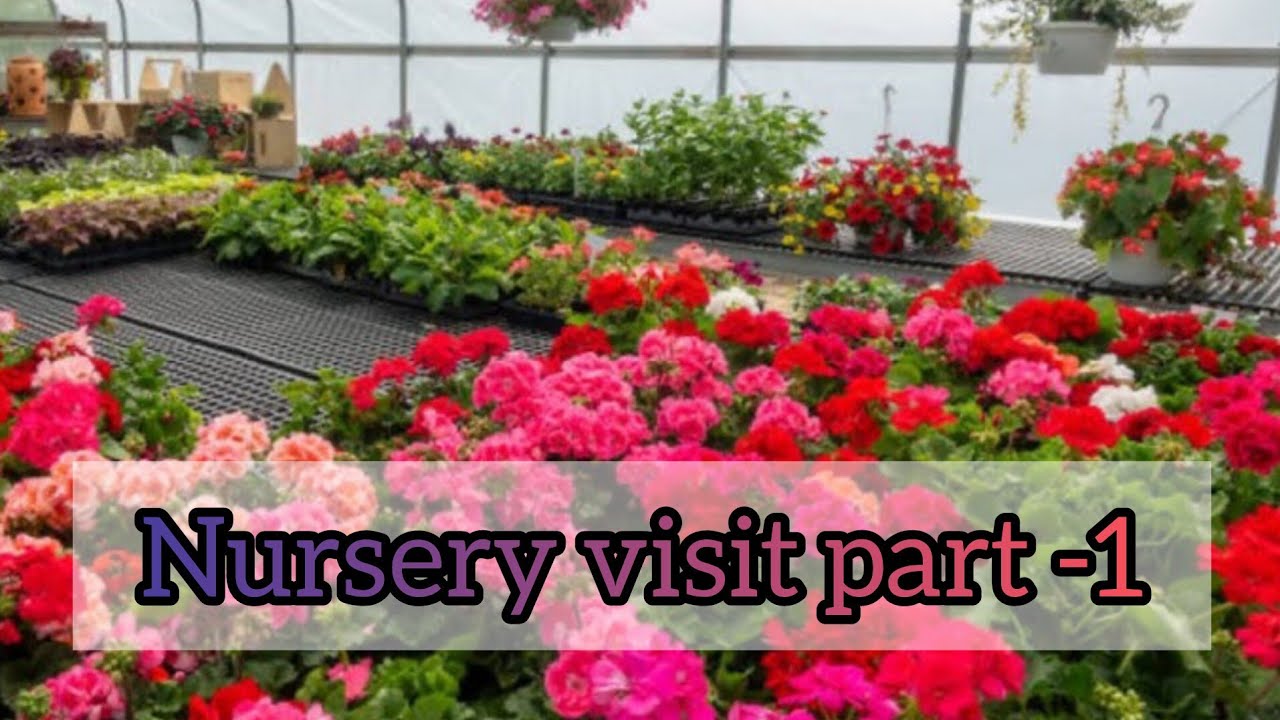 Nursery visit part -1. Flowers and plants ki duniya. Humara jannat . # ...