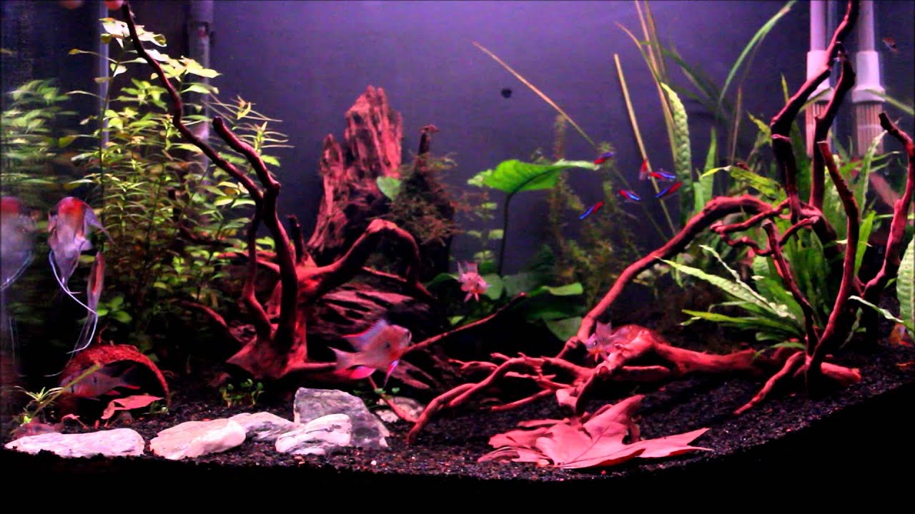 My Aquarium - YouTube