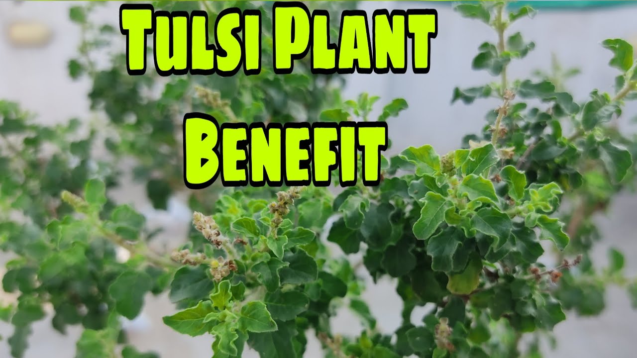 Tulsi Medicinal uses and benefits - YouTube